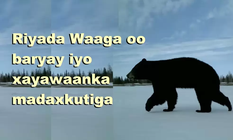 Riyada Waaga Oo Baryay Iyo Xayawaanka Madaxkutiga | Daruur