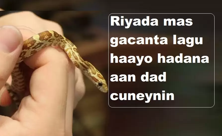 Riyada Mas Gacanta Lagu Haayo Hadana Aan Dad Cuneynin | Daruur