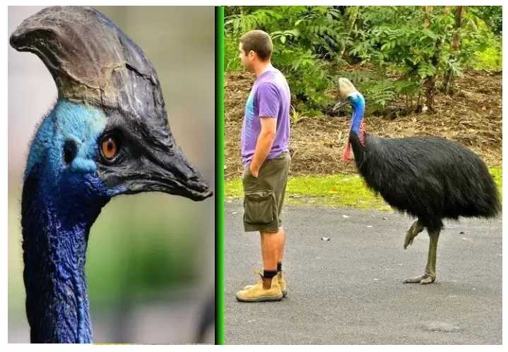Shinbirka Cassowary Oo Dilay Oday 75 Jir Ah Dalka Maraykanka | Daruur