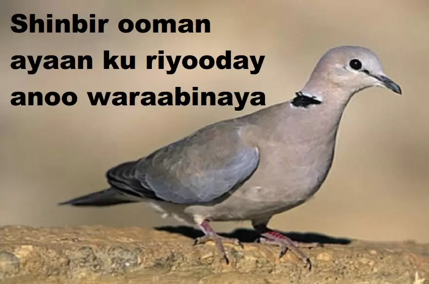 Shinbir ooman ayaan ku riyooday anoo waraabinaya